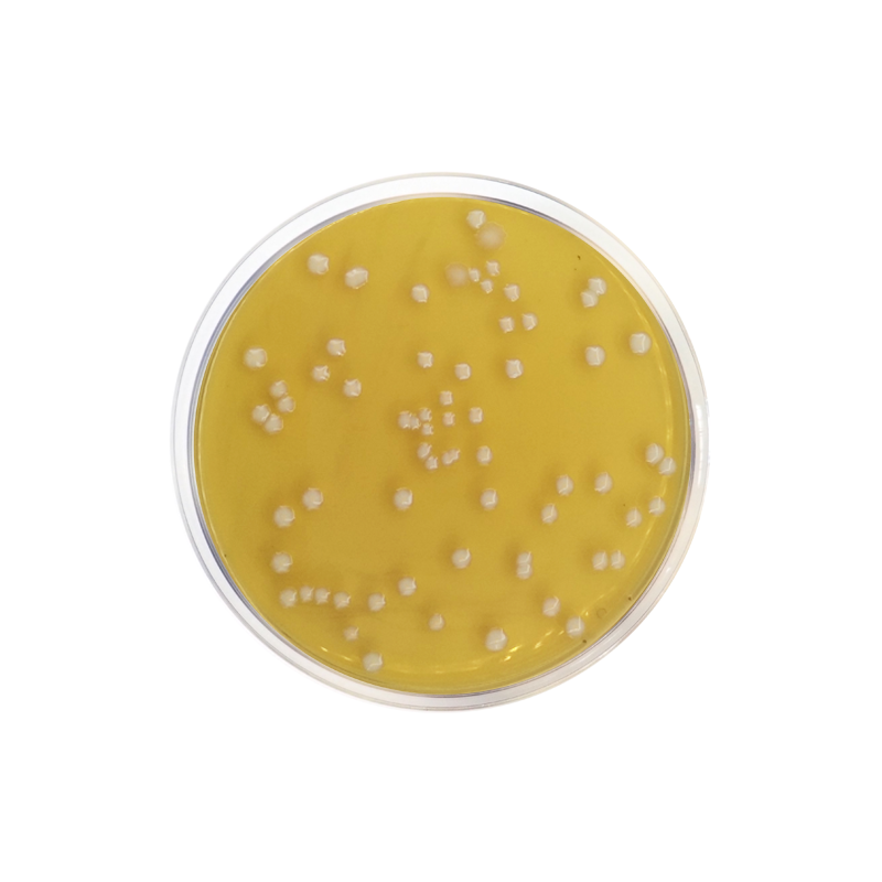 Base de Agar Raka-Ray Formato 500 g