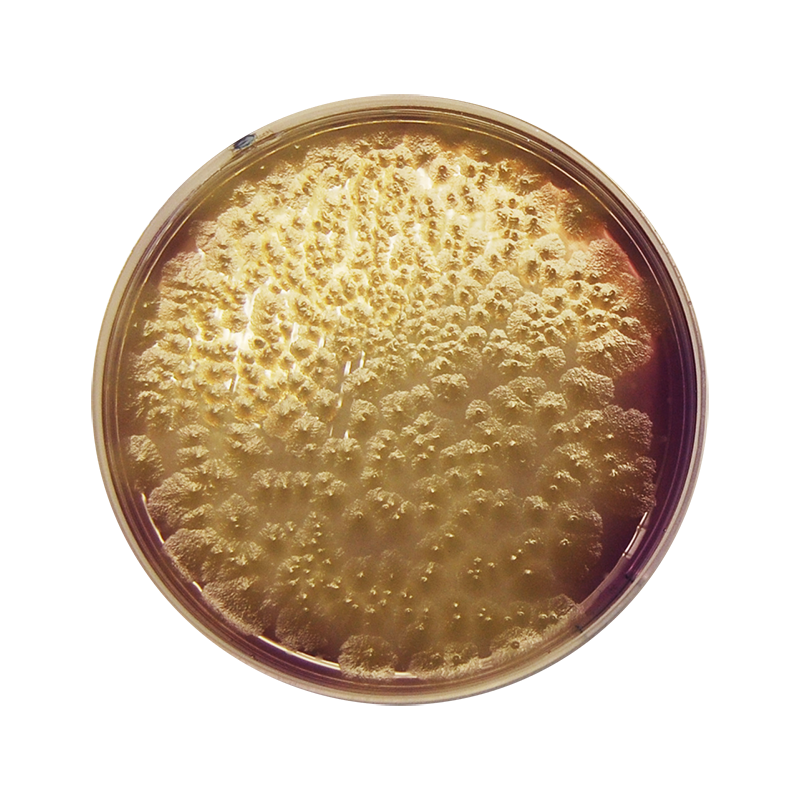 Base de Agar Clostridium Perfringens (m-CP) Formato 500 g