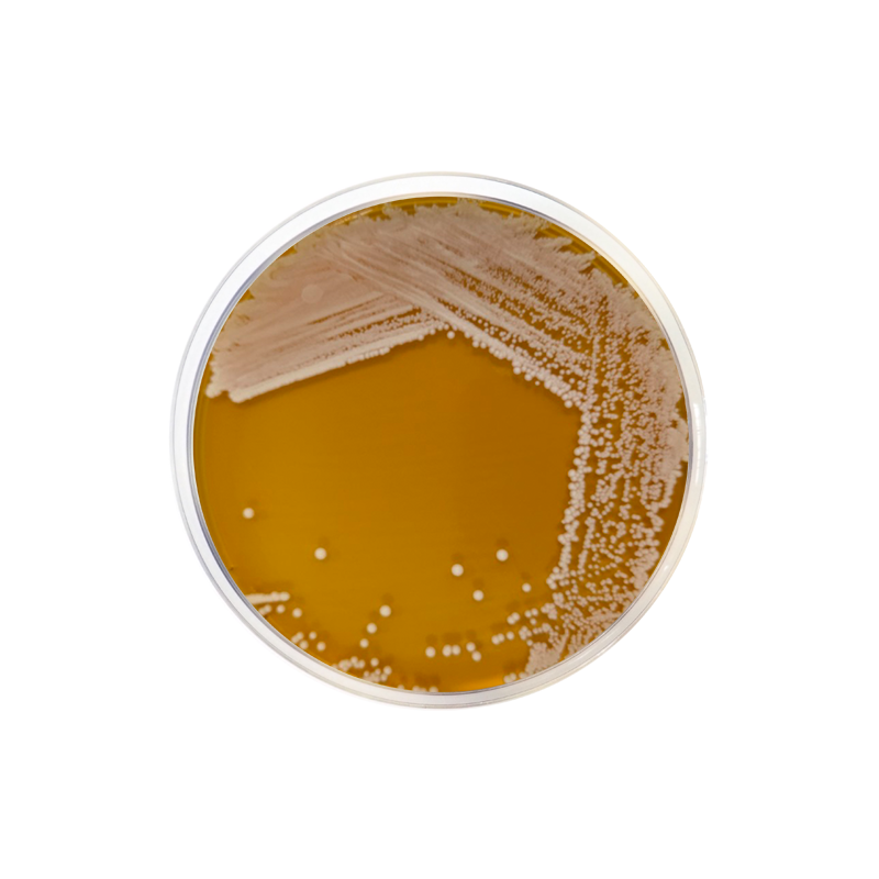 Base de Agar HC Formato 500 g