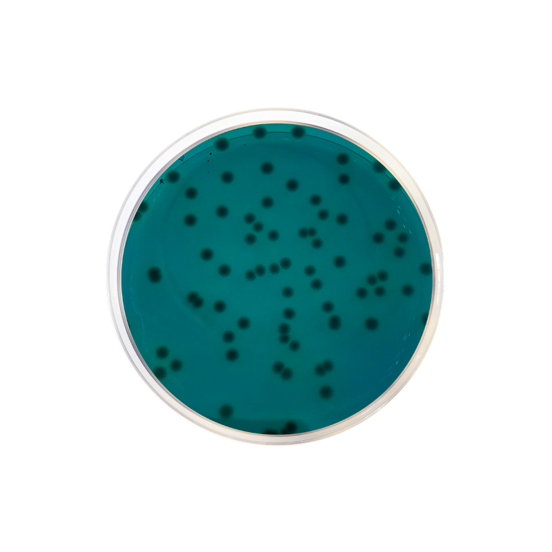 Base de Agar para Aeromonas (RYAN) Formato 500 g