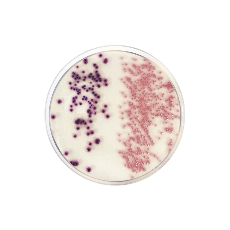 Agar Cromogénico Coliformes (CCA) ISO Formato 500 g