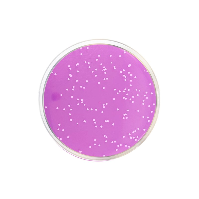 Agar Rosa Bengala + Cloranfenicol + Dicloran (Agar DRBC) ISO Formato 500 g
