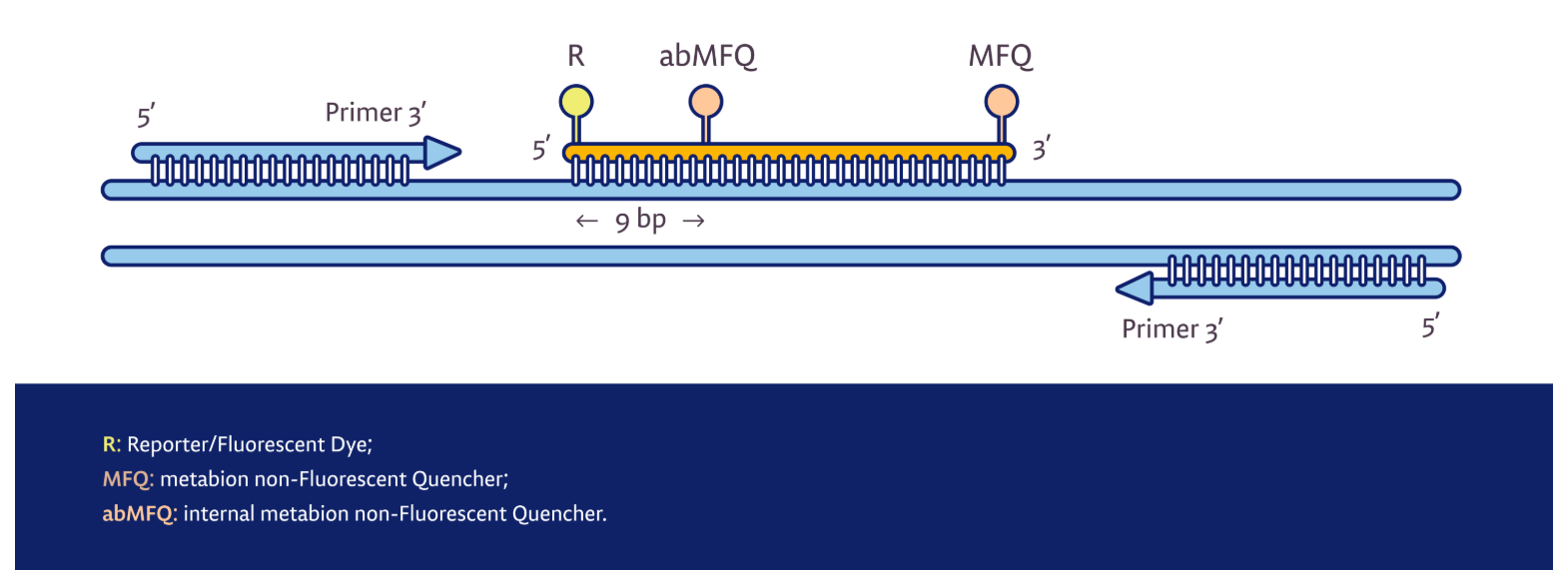 La sonda ideal para tu PCR: Descubre todas las opciones de Metabion