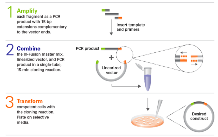 5 sencillos trucos que mejorarán tus reacciones de clonaje con In ...