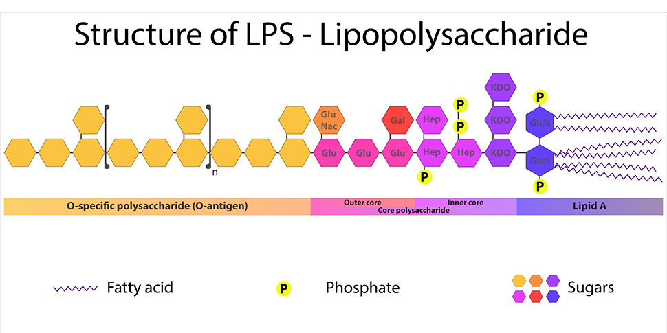 Abordamos el problema de las endotoxinas, ¿qué soluciones hay?