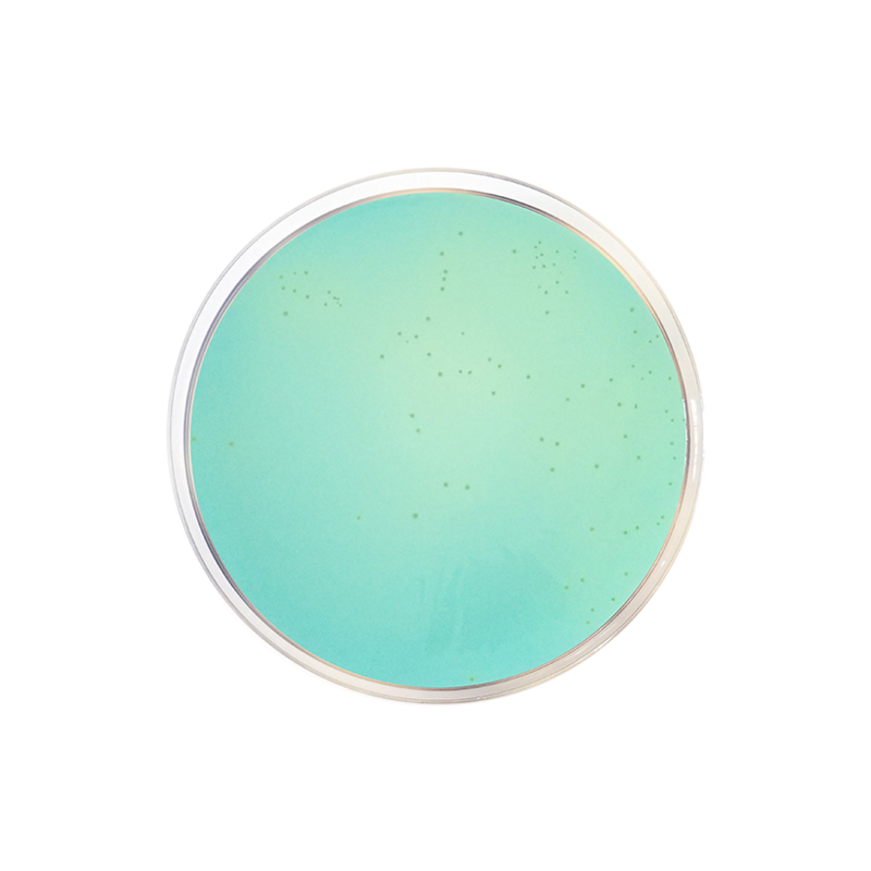 WL Differential Agar Formato 500 g