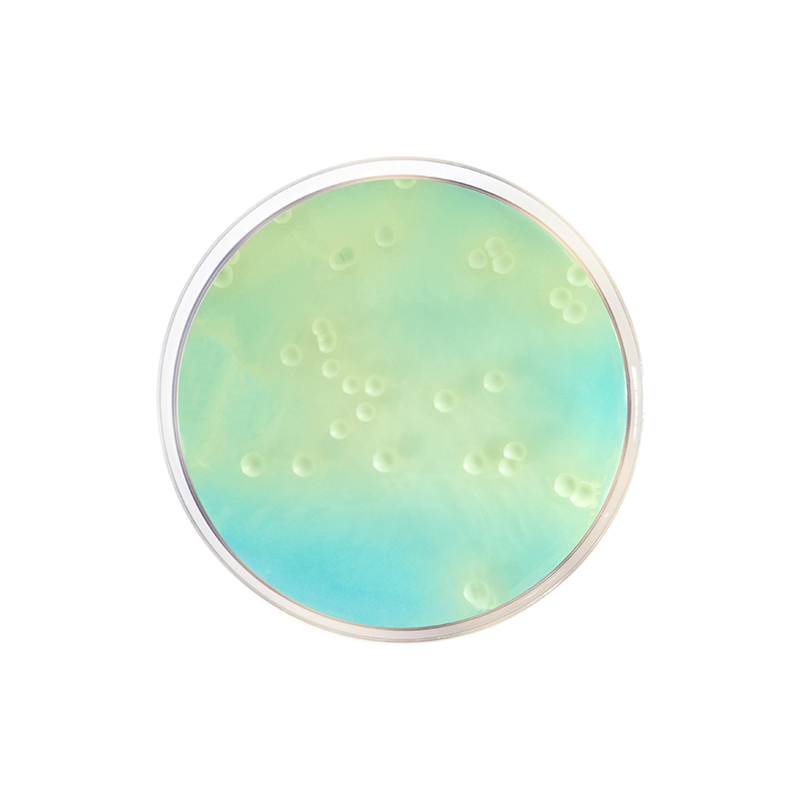 Agar Nutriente WL Formato 500 g