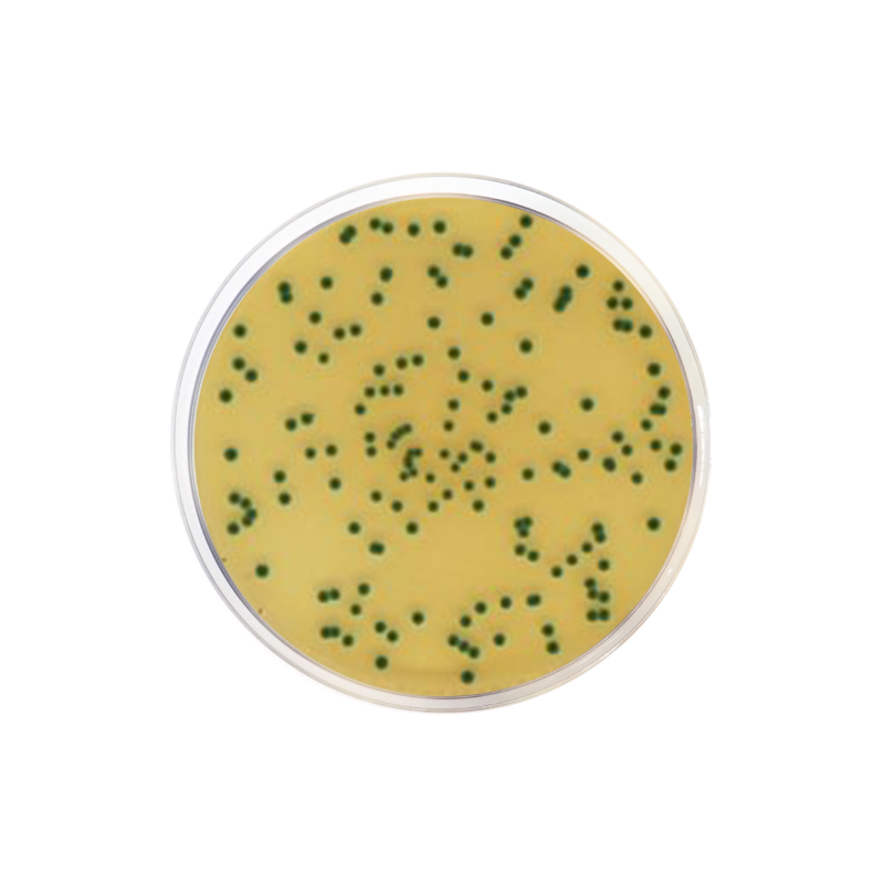 Chromogenic Cronobacter Isolation Agar (CCI) ISO Formato 500 g