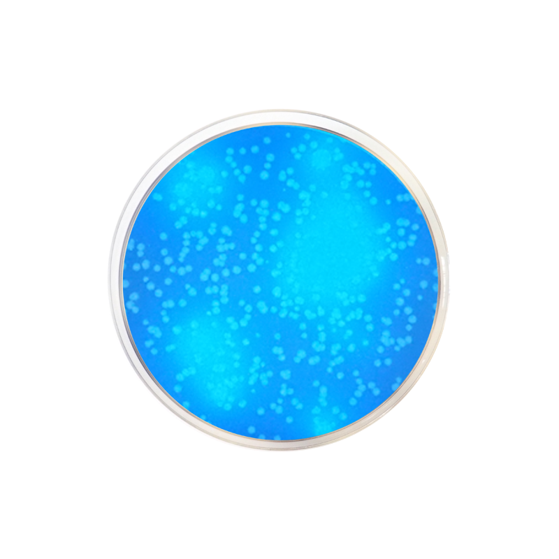 EC with MUG Fluorogenic Agar Formato 500 g