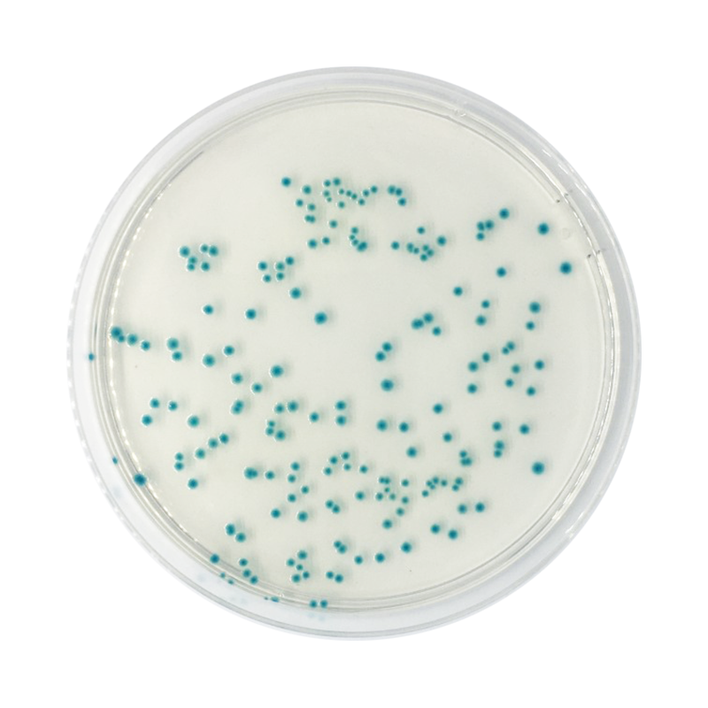 TBX Chromogenic Agar (Tryptone Bile X-Glucuronide) ISO Formato 500 g