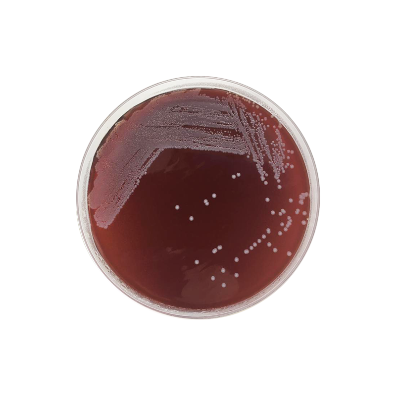Microbiology Agar