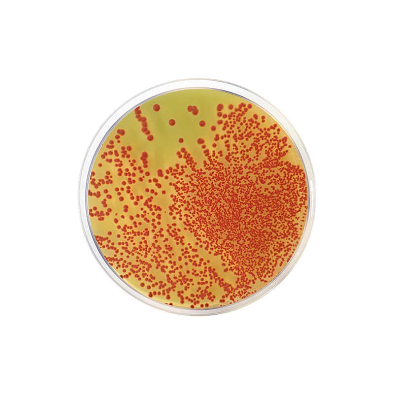 Agar Chapman TTC (Agar TTC con Lactosa y Tergitol 7) Formato 500 g