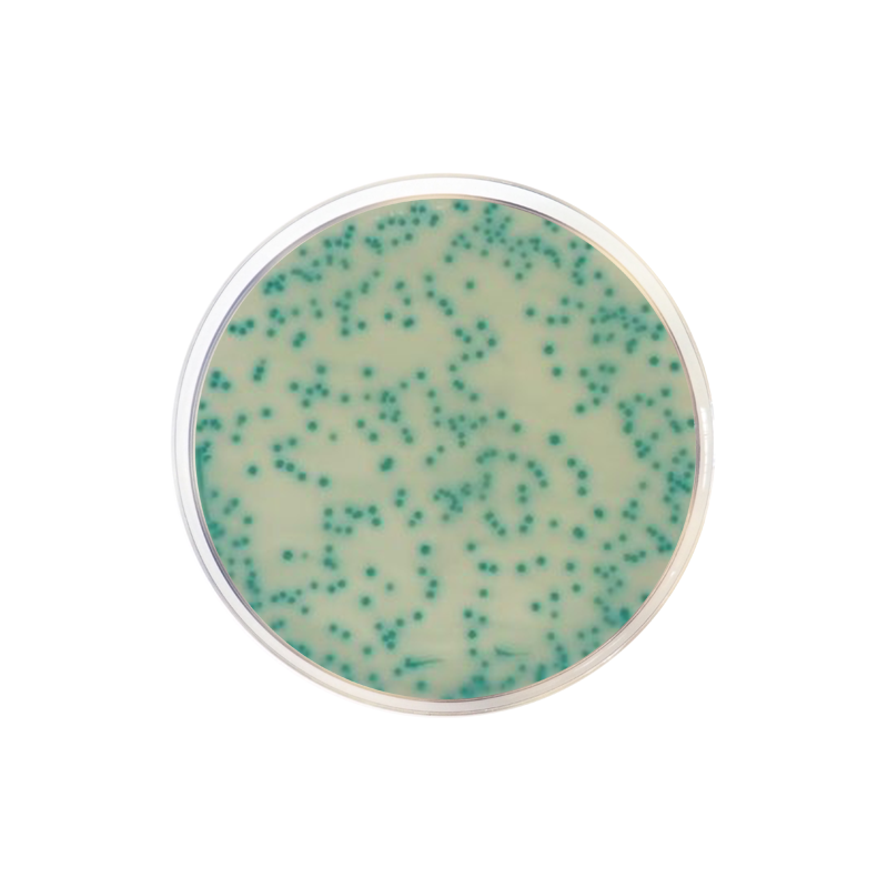 MRSA Chromogenic Agar Base Formato 500 g