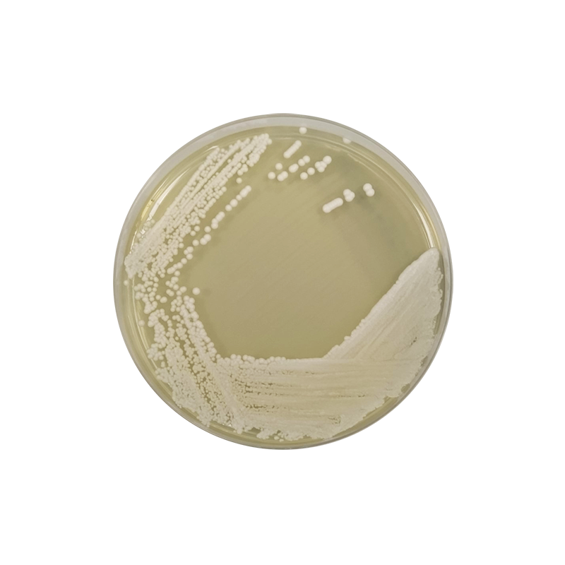 Yeast Extract Agar (YEA) ISO Formato 500 g