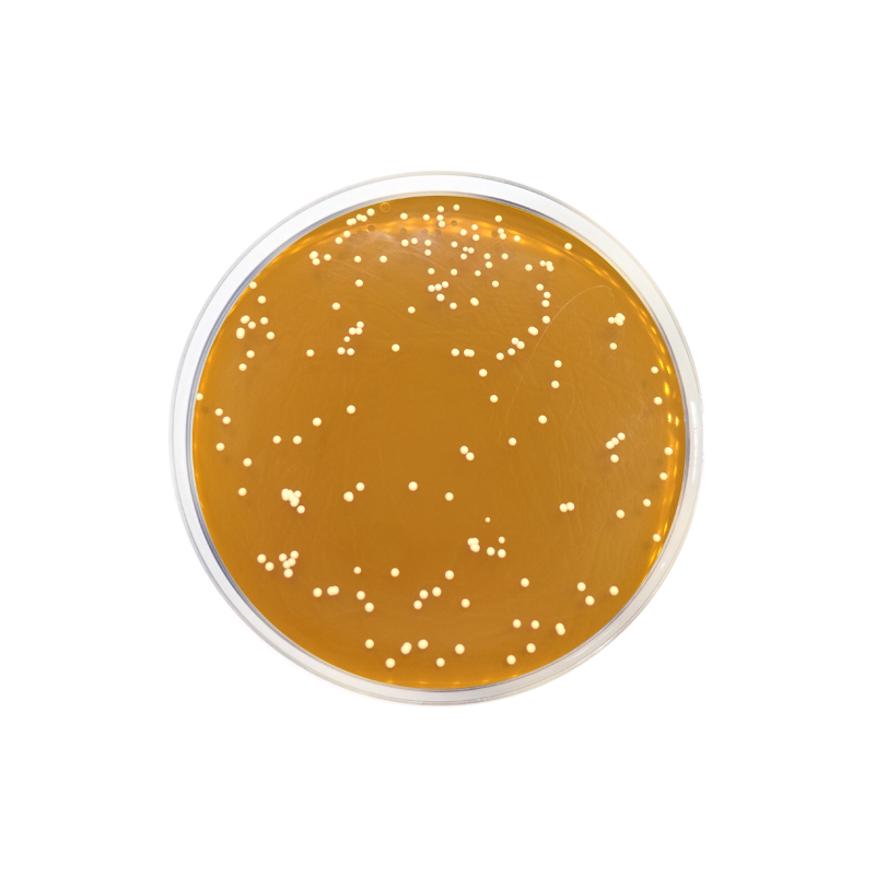 Dermatophytes Agar Base Formato 500 g