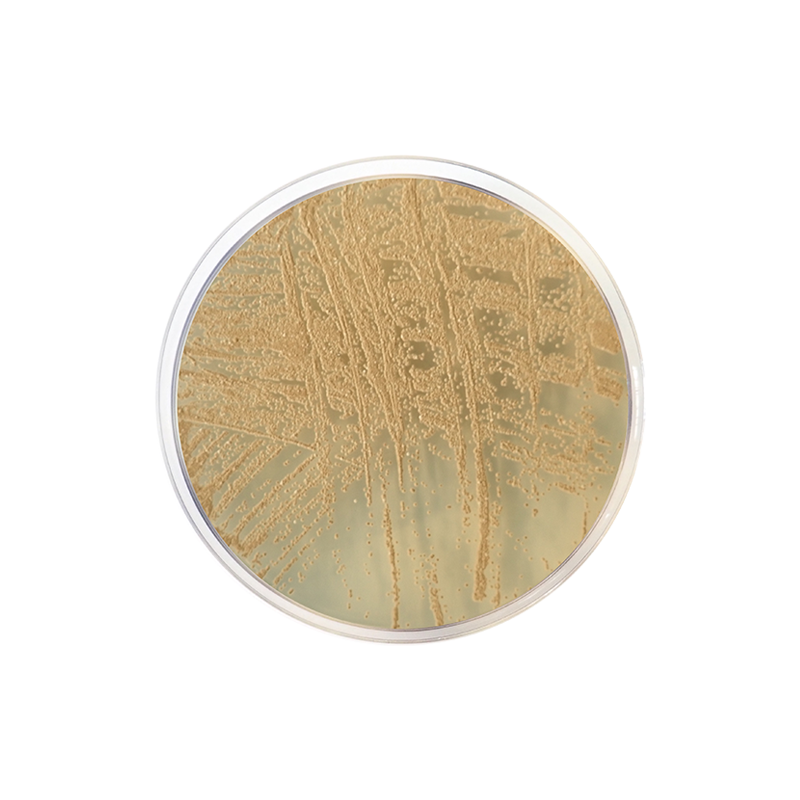 Dichloran Glycerol Agar (DG 18) ISO Formato 500 g