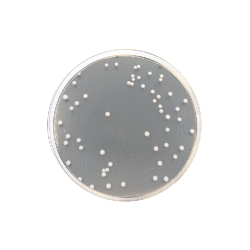 Sabouraud Dextrose Agar with Chloramphenicol and Gentamicin Formato 500 g
