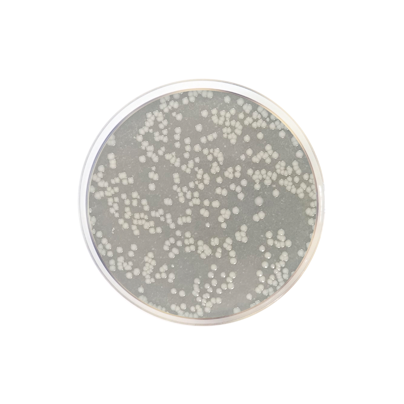 Calcium Caseinate Agar Formato 500 g
