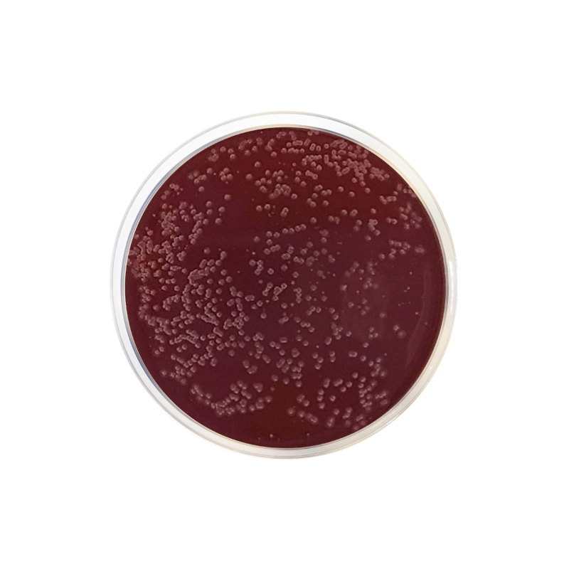 Campylobacter Agar Base (Preston) Formato 500 g