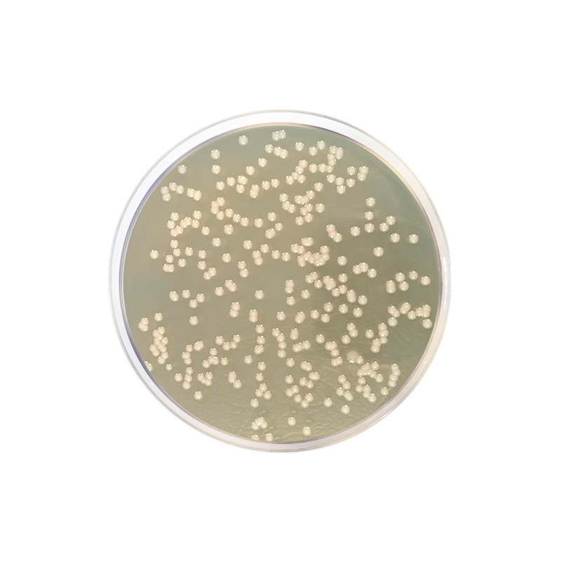 Agar Nutritivo Norm. Dev Formato 500 g