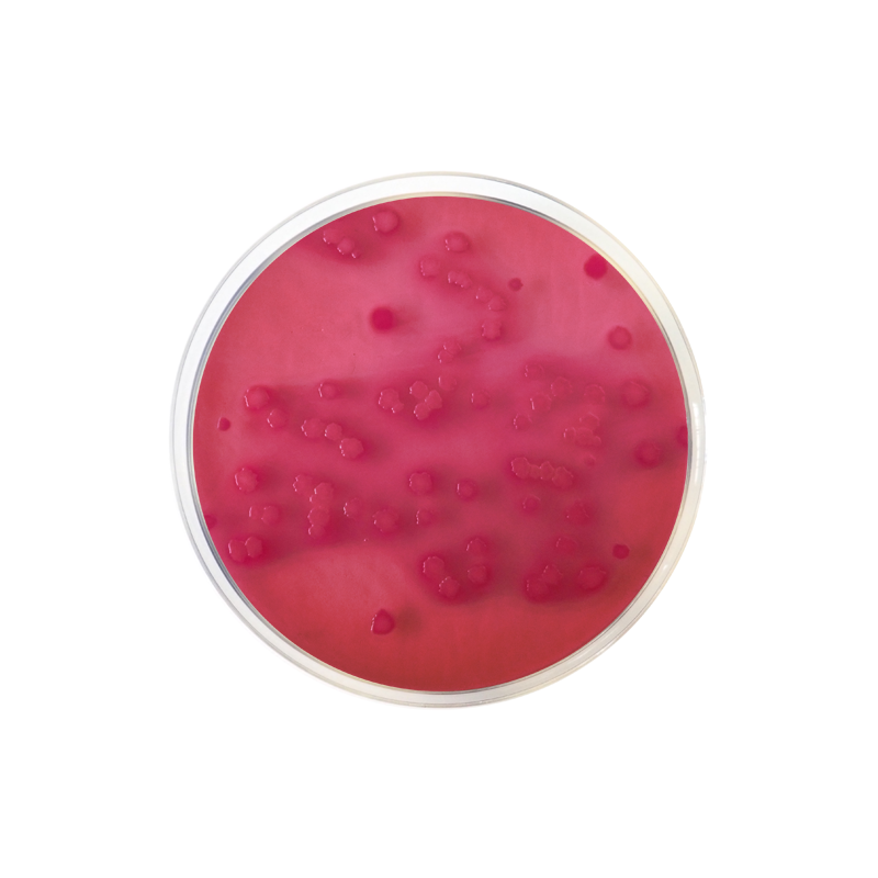 Violet Red Bile Agar with Glucose (VRBG) EP/USP/ISO Formato 500 g