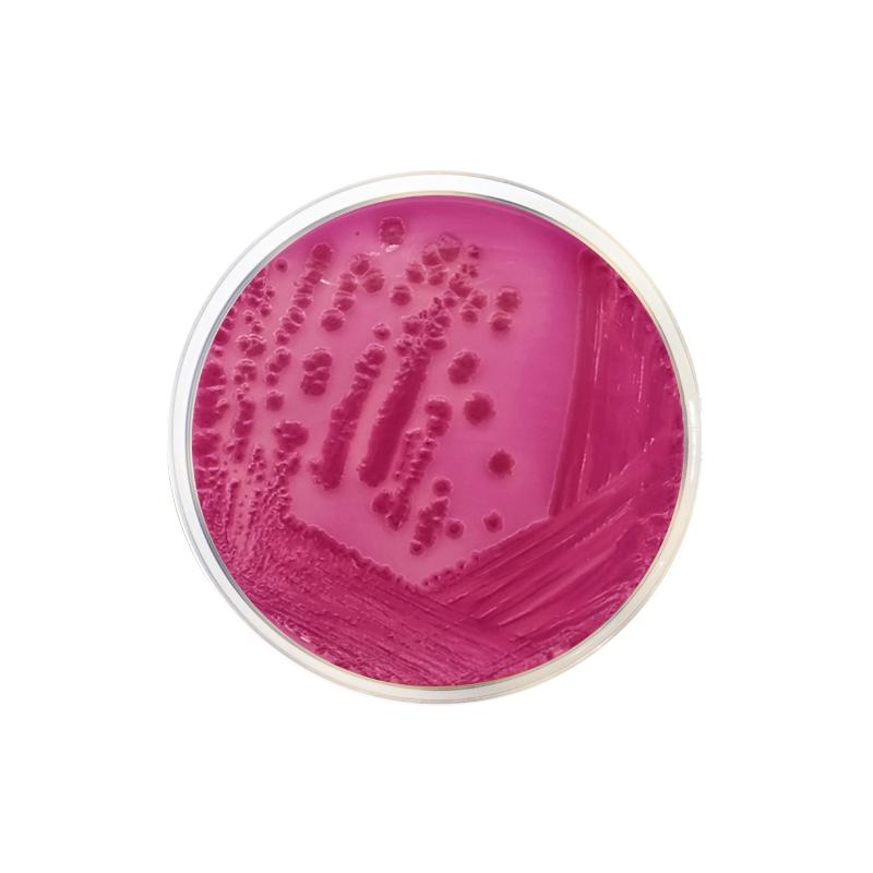Agar Bilis Rojo Violeta con Lactosa (VRBL) ISO Formato 500 g