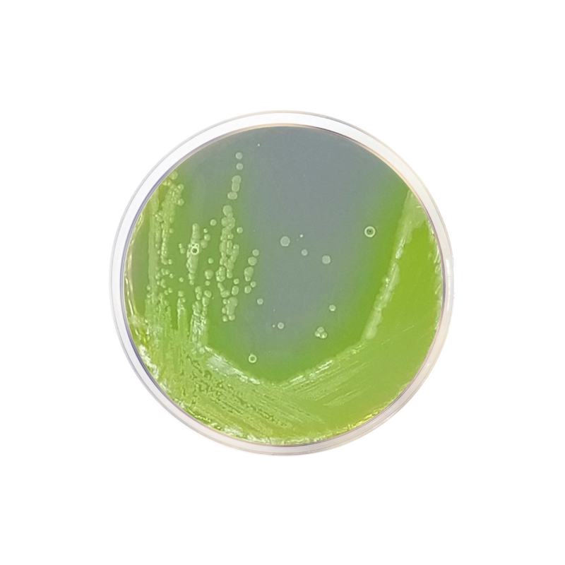 Cetrimide Agar Base EP/USP/ISO Formato 500 g