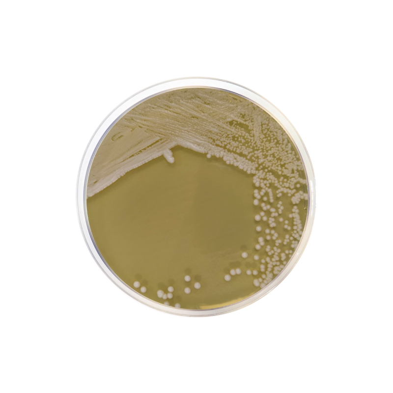 YPD Agar Formato 500 g