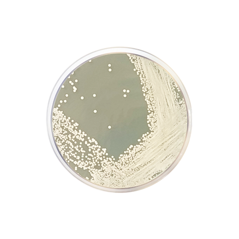 Glucose Chloramphenicol Agar Formato 500 g