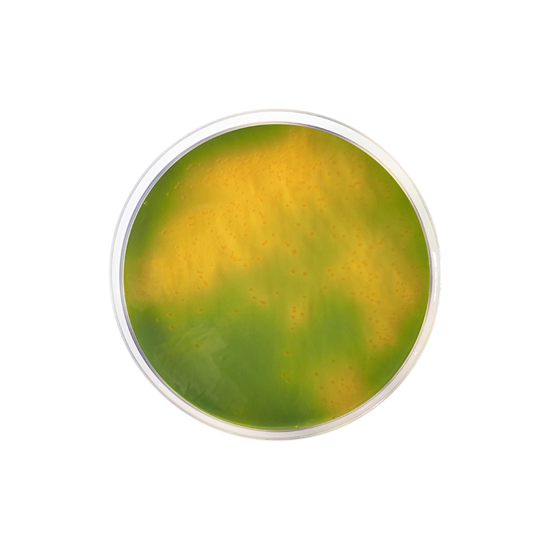 TCBS Agar ISO Formato 500 g