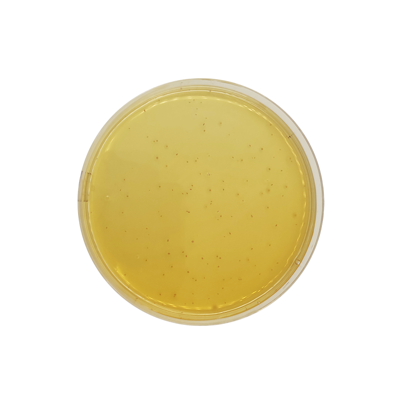 Agar MRS Formato 500 g