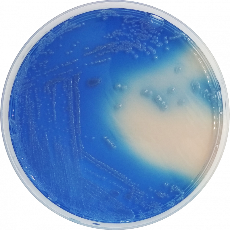 Fecal Coliforms Agar Base (m-FC) Formato 500 g