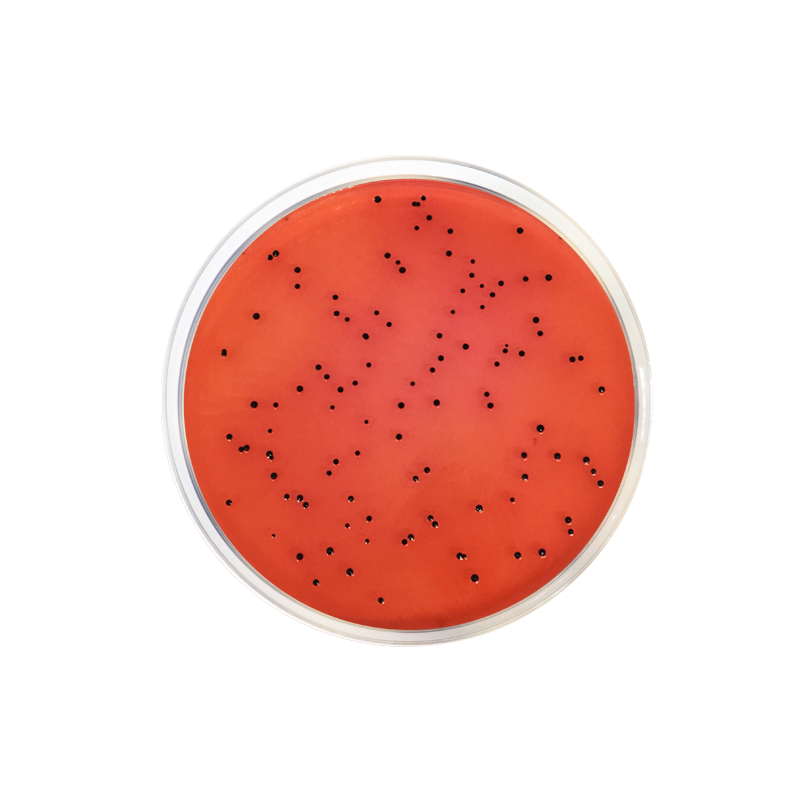 Agar XLD (Agar Xilosa Lisina Desoxicolato) ISO Formato 500 g