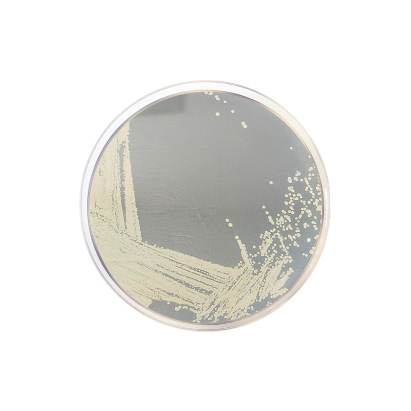 DNAse Test Agar (Deoxyribonuclease Activity) Formato 500 g