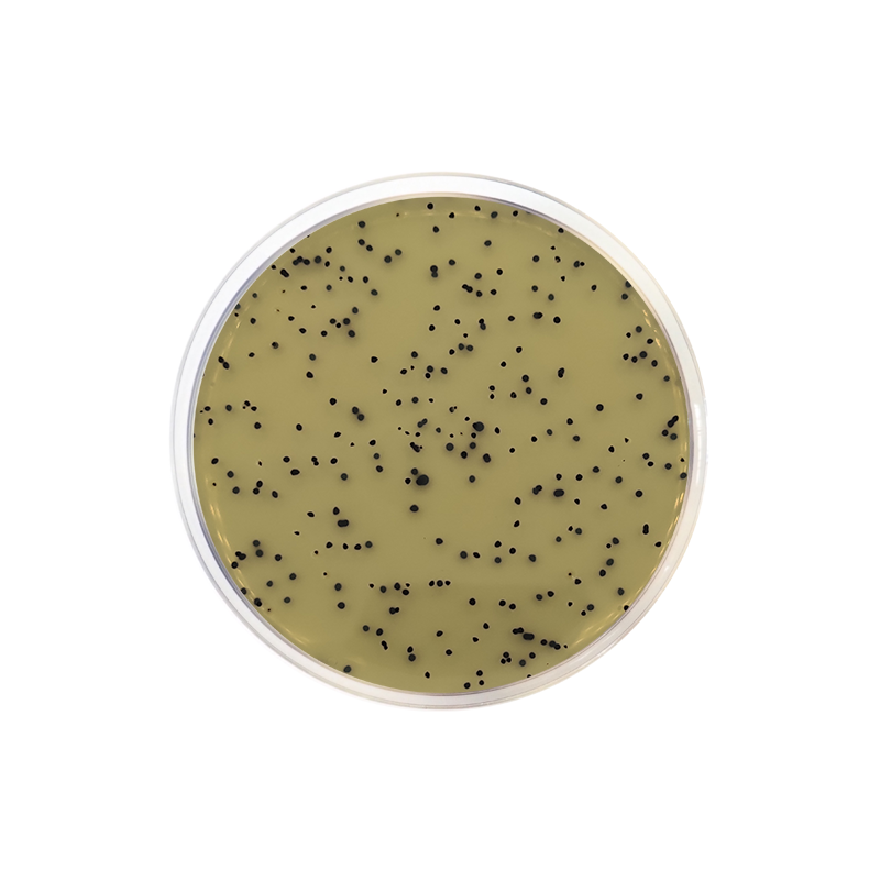 T.S.C. Agar Base (Tryptose Sulfite Cycloserine) ISO Formato 500 g