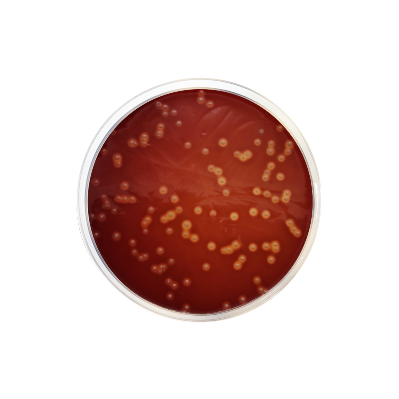 Brain Heart Infusion Agar (BHI Agar) Formato 500 g