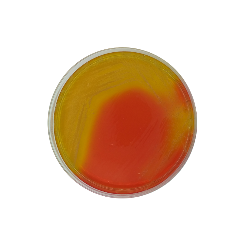 Burkholderia Cepacia Selective Agar Base USP Formato 500 g