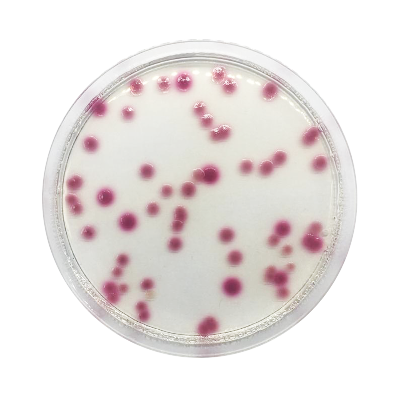Base de Agar Cromogénico para Klebsiella Sp Formato 500 g