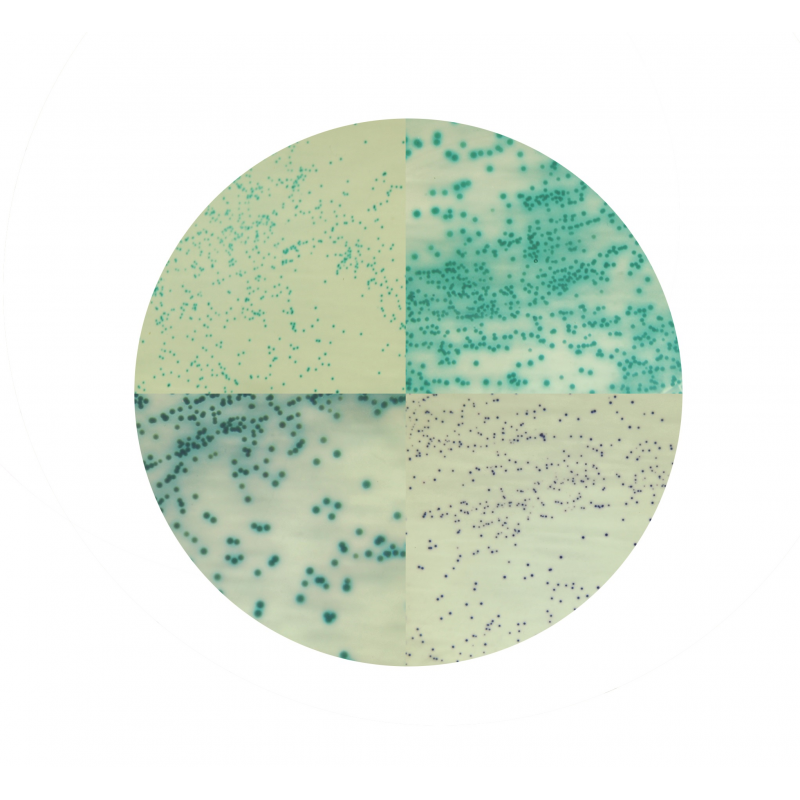 Staphylococcus Chromogenic Agar Formato 500 g