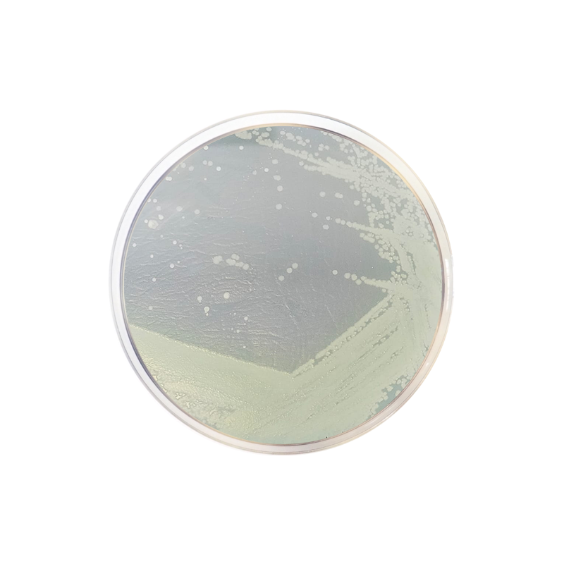 Trypticasein Glucose Extract Agar Formato 500 g