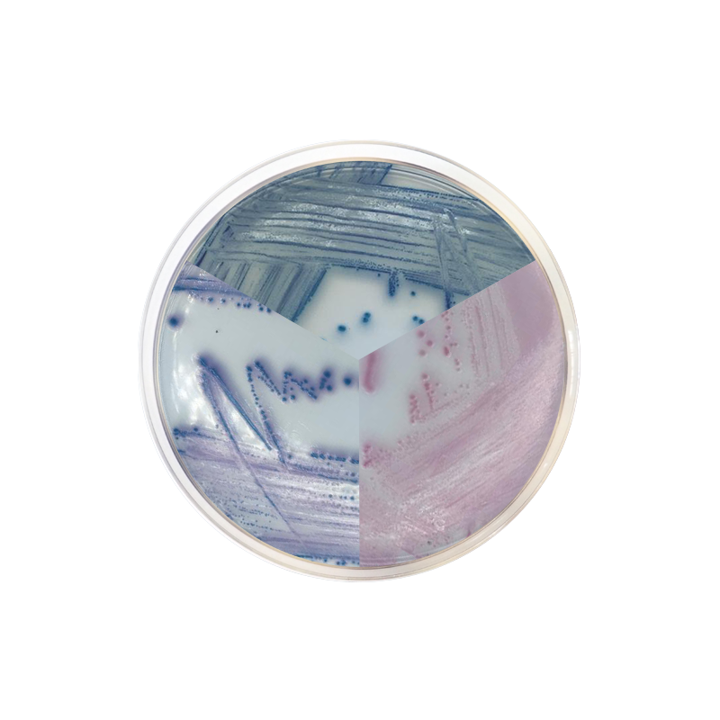 E. coli-Coliforms Chromogenic Medium Formato 500 g