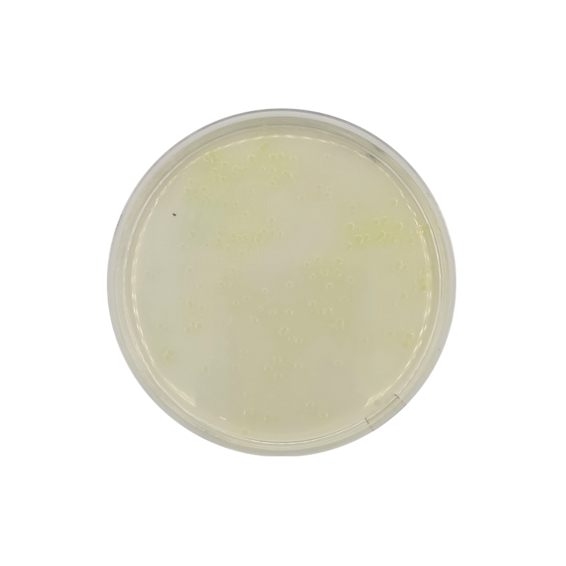 King A Medium (Pseudomonas P Agar) ISO Formato 500 g