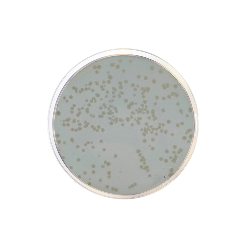 Standard Methods Agar with Powdered Milk APHA/ISO Formato 500 g
