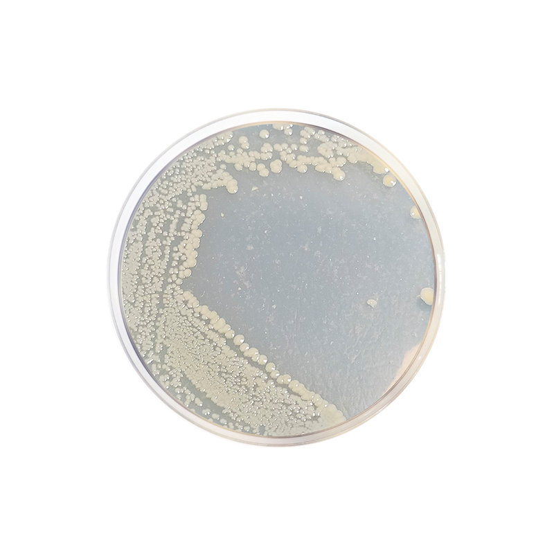 Marine Agar Formato 500 g