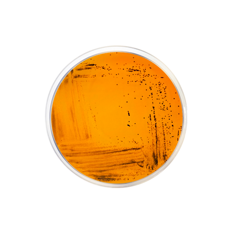 Deoxycholate Citrate Agar Formato 500 g