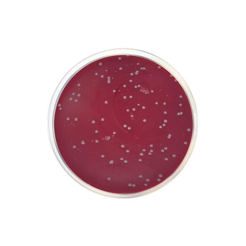 Columbia CNA Agar Base Formato 500 g
