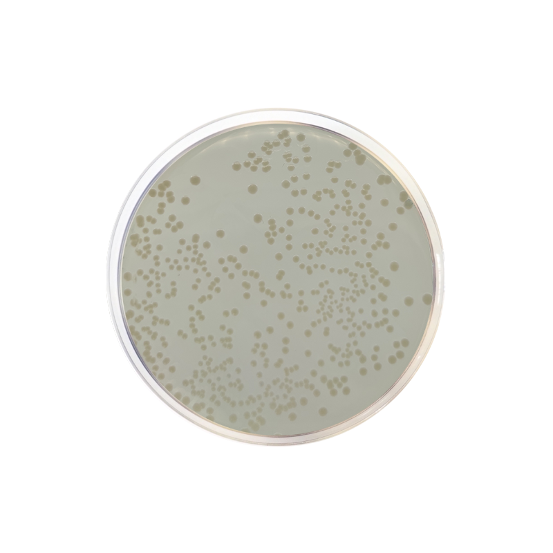 Standard Nutrient Agar I Formato 500 g