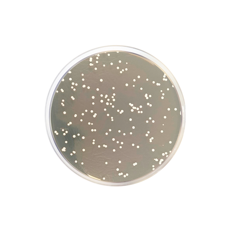 Chloramphenicol Agar (YGC Agar) ISO Formato 500 g