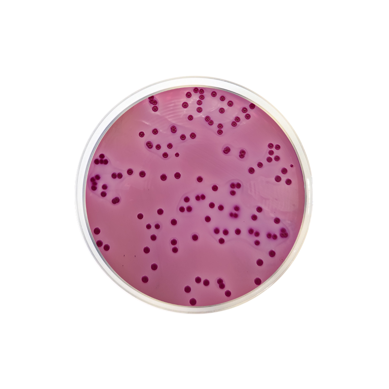 Agar Bilis y Rojo Violeta con Lactosa + MUG Formato 500 g