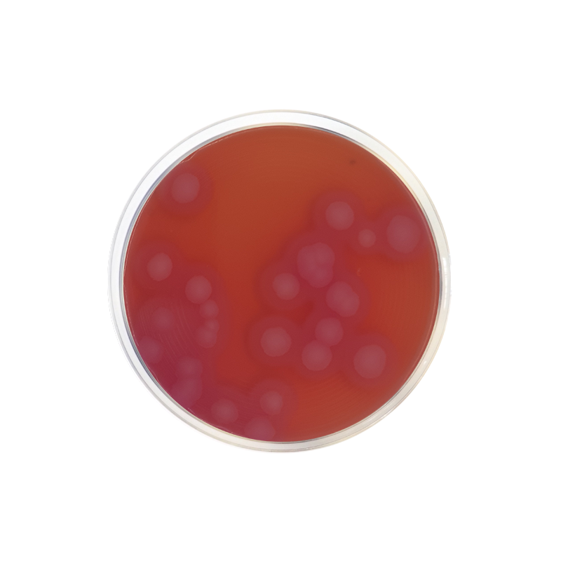 Bacillus Cereus Selective Agar Base (MYP) ISO Formato 500 g